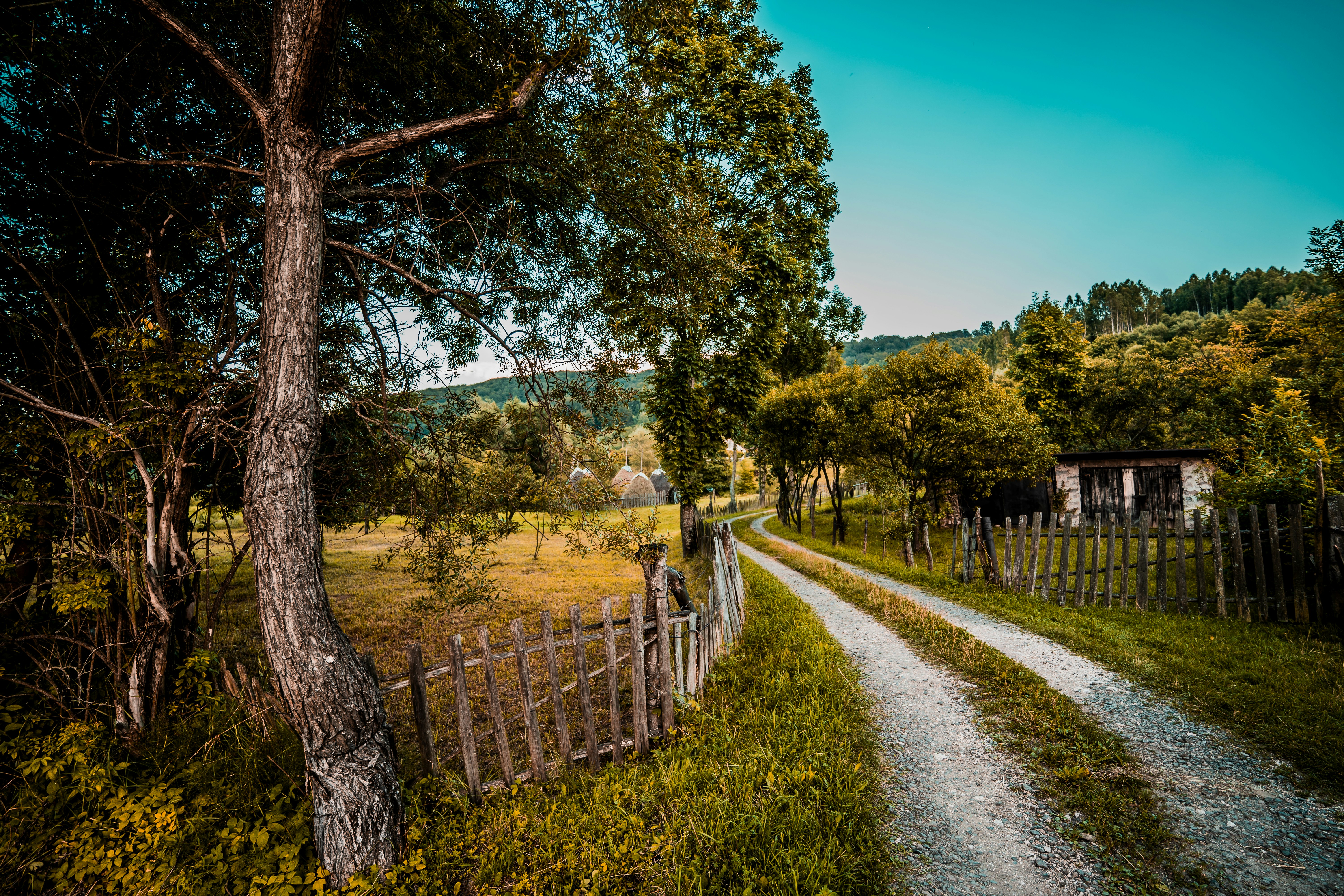 Mănăstirea Ghighiu din Prahova găzduiește o glicină spectaculoasă ...