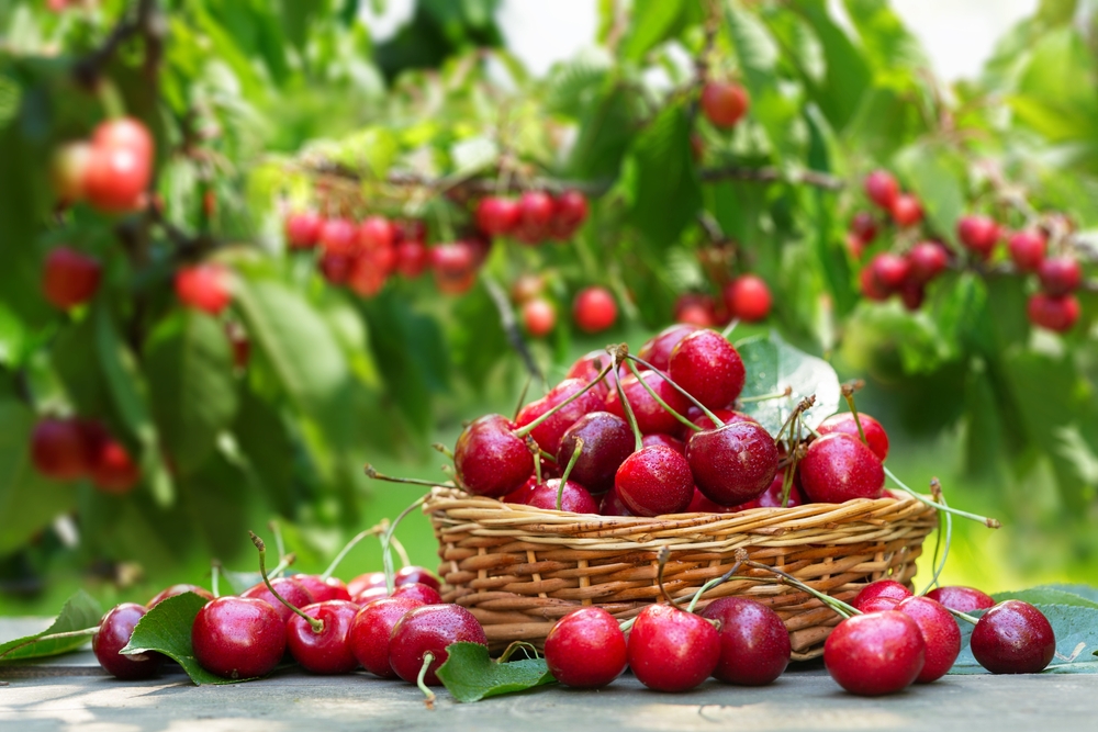 Imported cherries have appeared on Romanian markets at higher prices ...