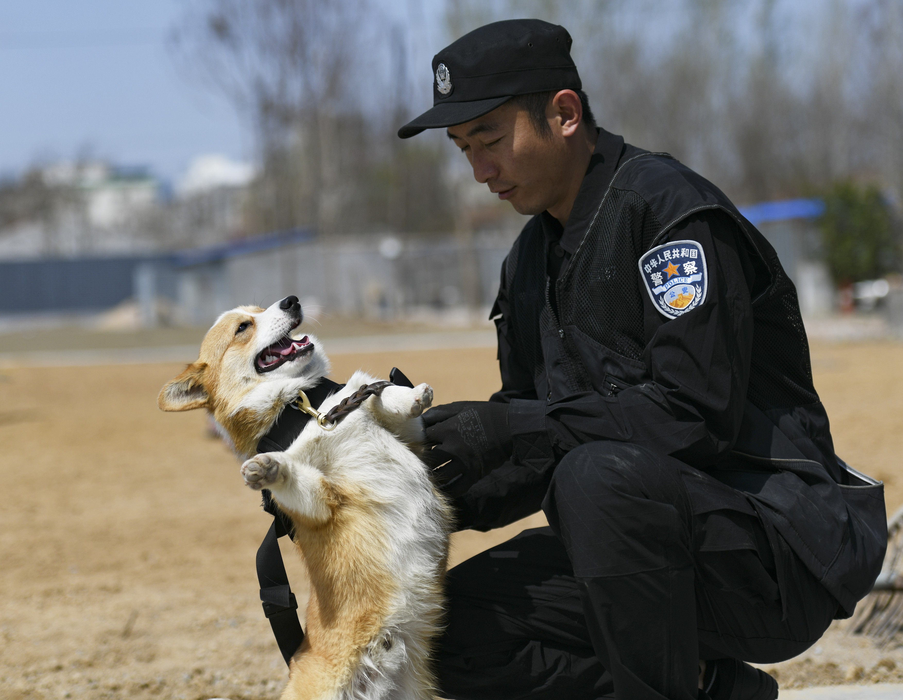 Un câine Corgi a devenit celebru pe rețelele de socializare din China ...