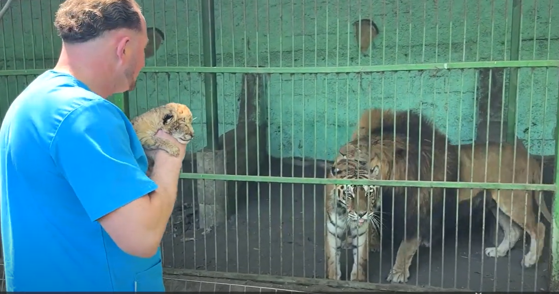 Un ligru, rezultat din împerecherea unui leu și a unei tigroaice, s-a ...