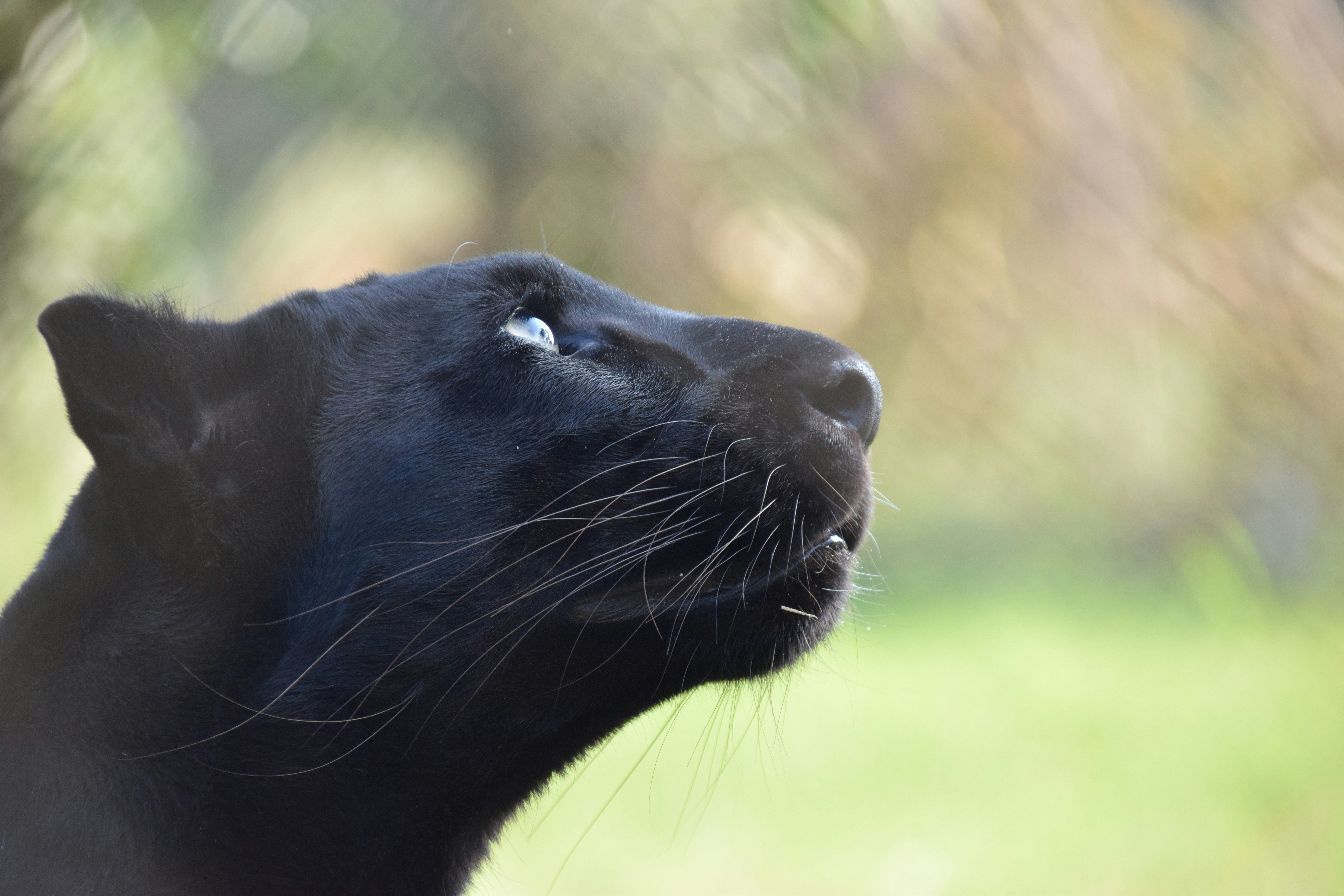 O panteră neagră evadată dintr-o grădină zoologică ilegală din Bulgaria ...