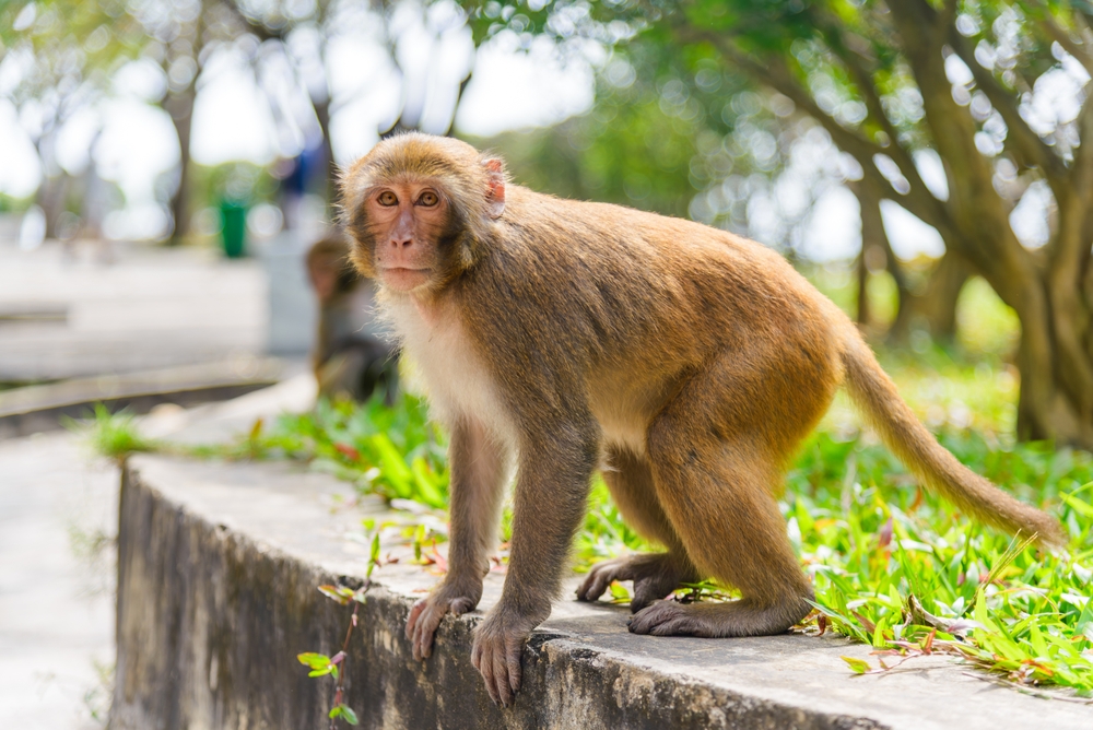 Darwin Monkey, un superordenador chino, imita el cerebro de los monos y ...