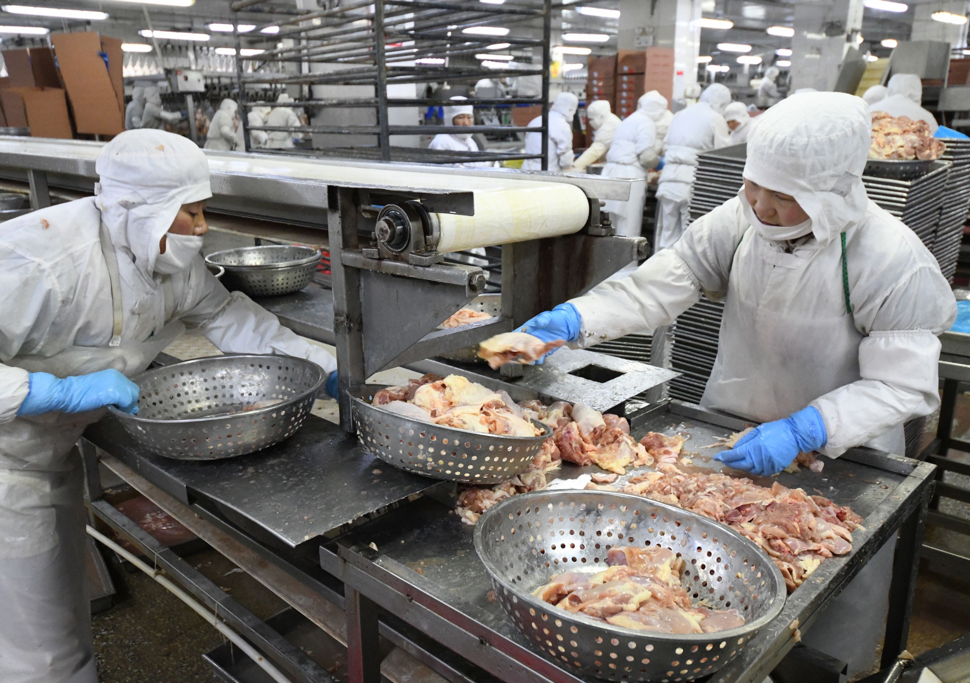 Romanian workers in the Netherlands, employed through agencies, face ...