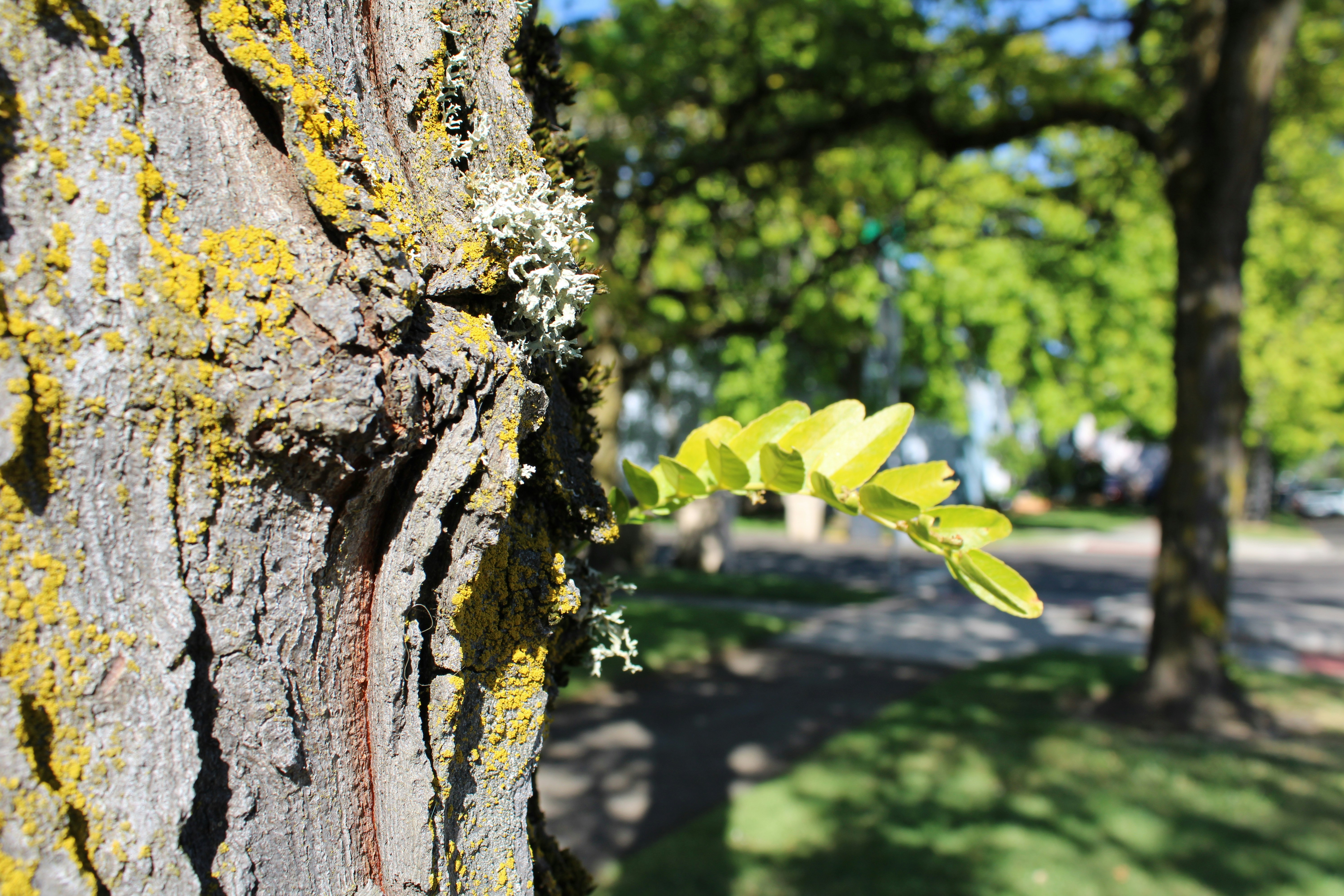 Nestlé Romania has planted 10,000 acacias in Oltenița, as part of the ...