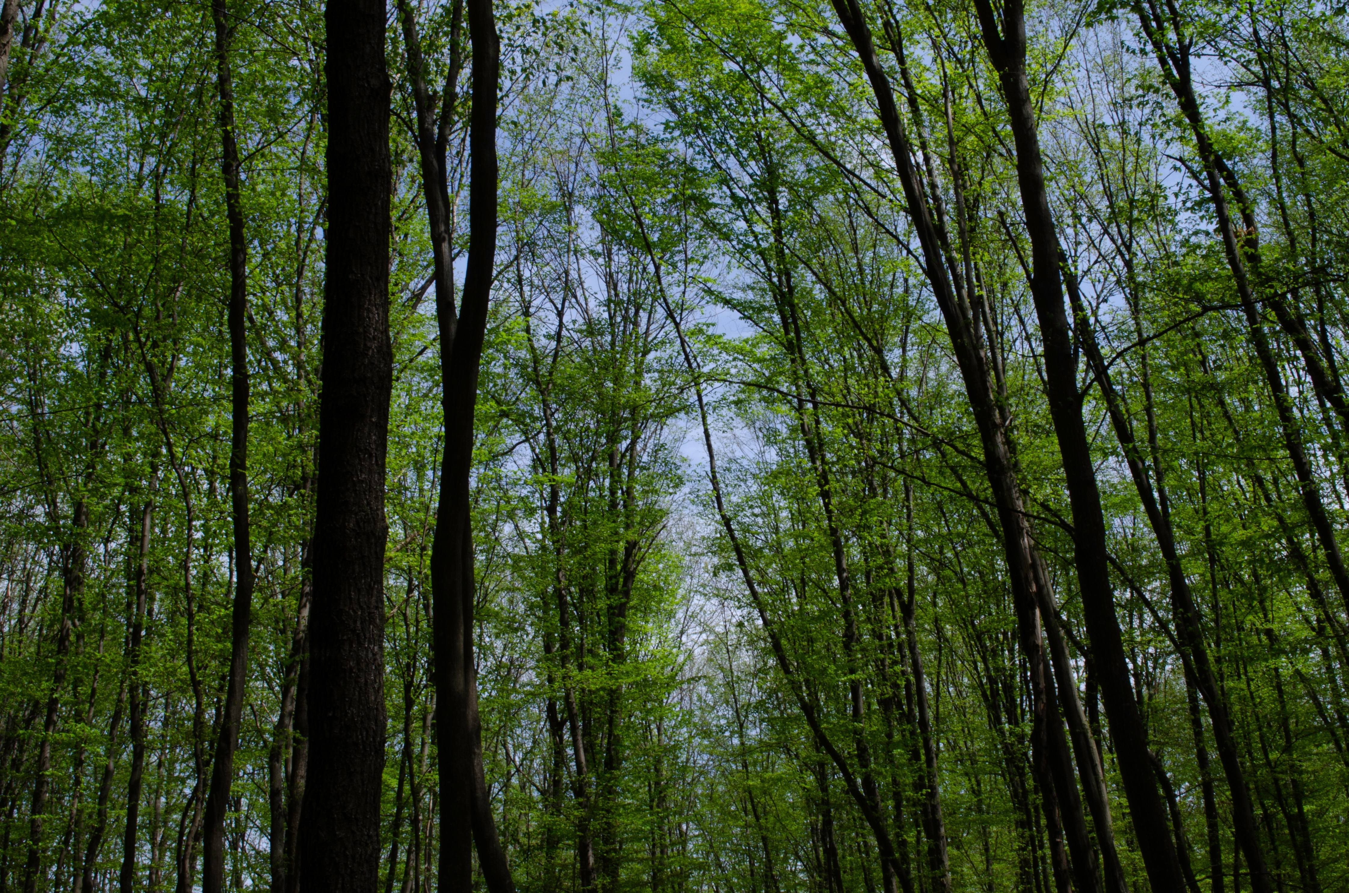 The Forestry Guard discovered illegal deforestation in the Băile Felix ...