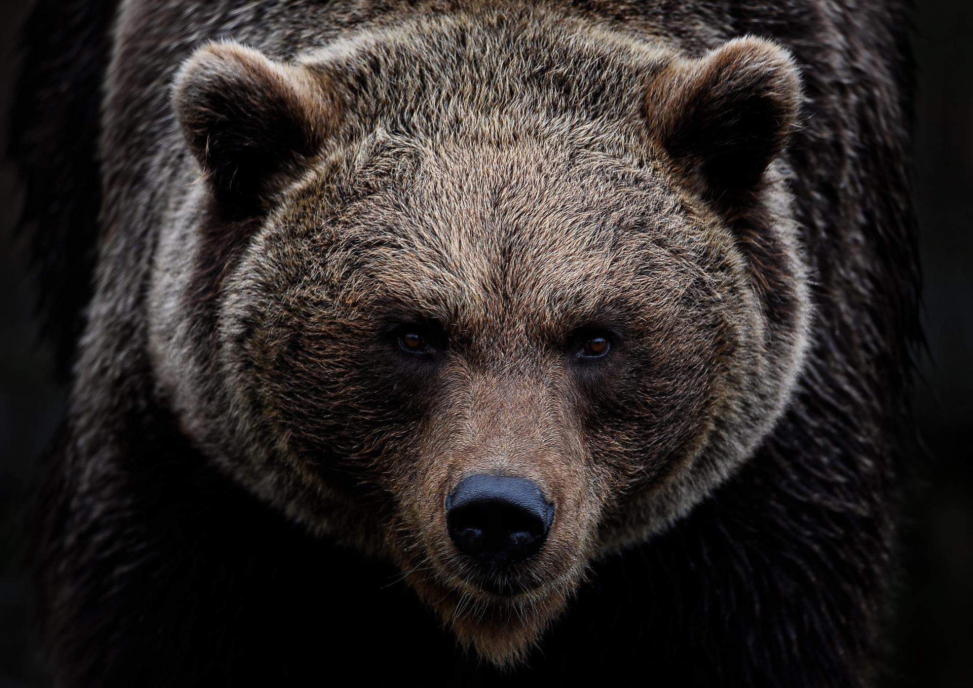 A 45-year-old man was attacked by a bear while grazing in Maiad, Mureș ...