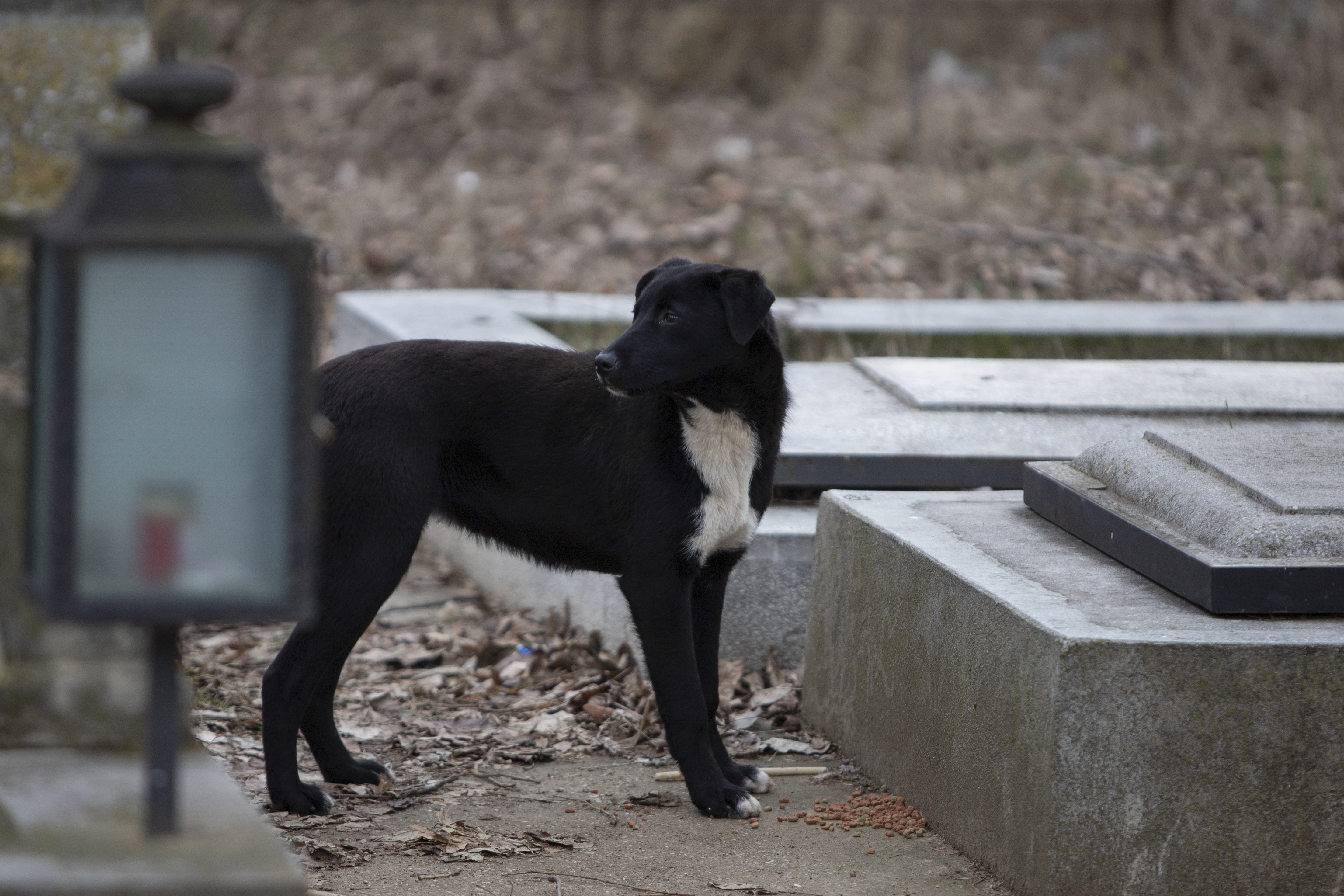 Un nuovo campo di sterminio per cani senza padrone, finanziato con ...