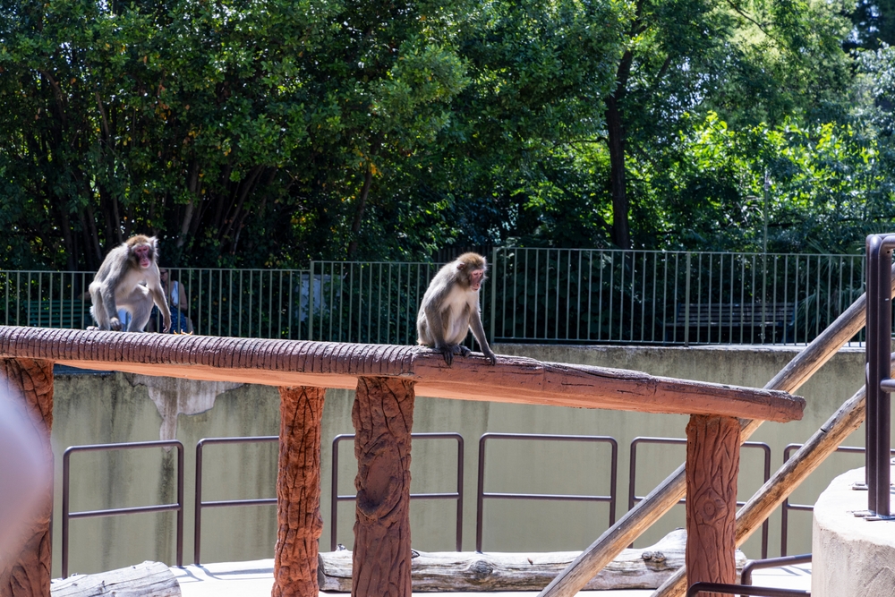 Two Americans were arrested at a zoo in Japan after one of them entered ...